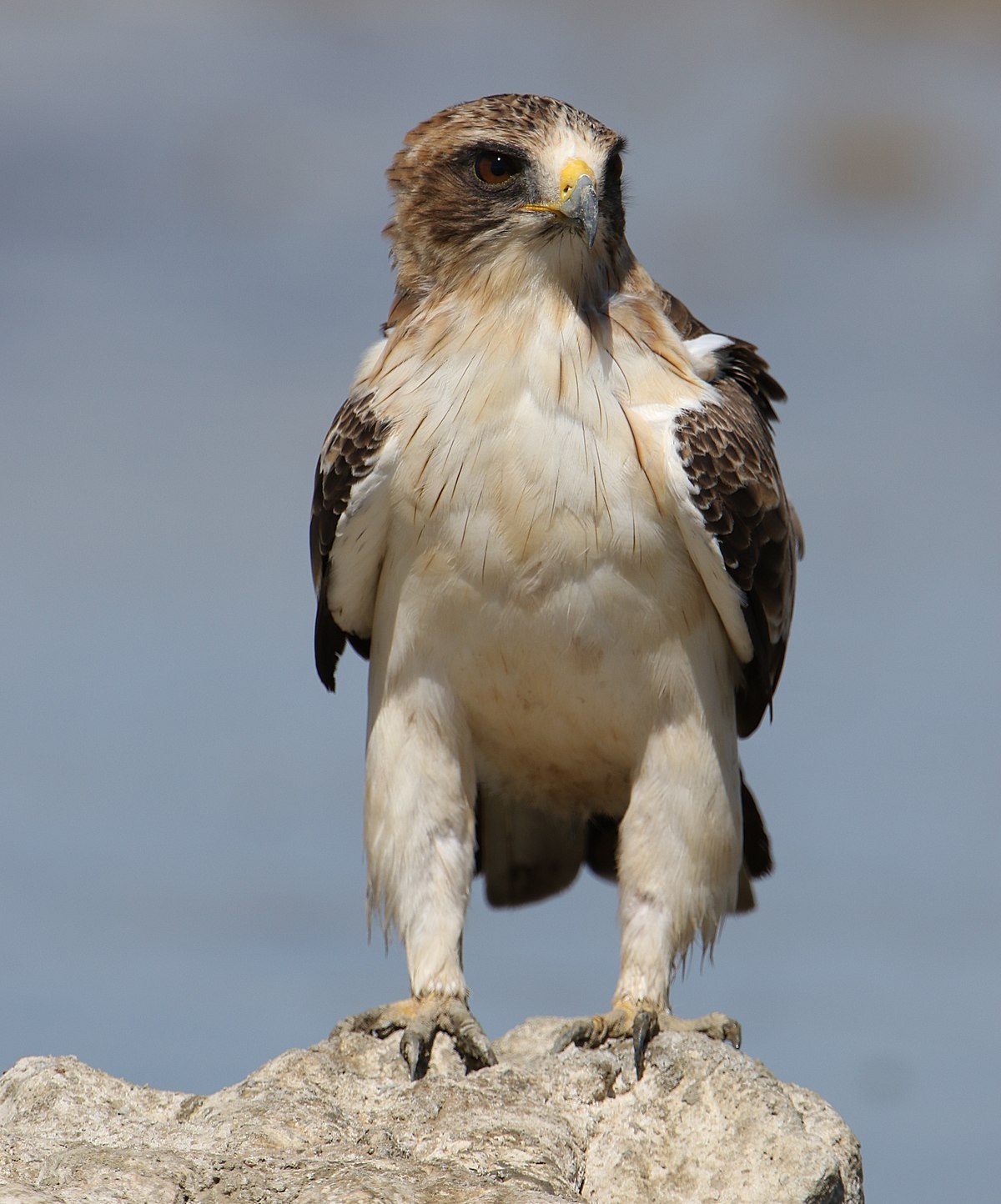 File:Booted eagle, Hieraaetus pennatus, at Kgalagadi 001 (32334023978 ...