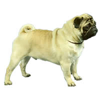 Carlin — Wikimini, l’encyclopédie pour enfants