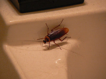 Cafard — Wikimini, l’encyclopédie pour enfants