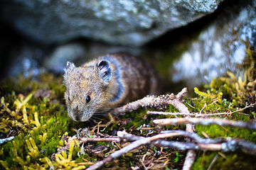 Pika — Wikimini, l’encyclopédie pour enfants
