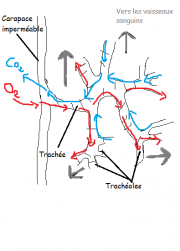 Appareil respiratoire — Wikimini, l’encyclopédie pour enfants