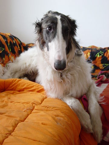 Barzoï — Wikimini, l’encyclopédie pour enfants