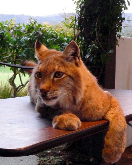 Lynx roux — Wikimini, l’encyclopédie pour enfants