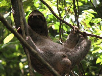 Paresseux — Wikimini, l’encyclopédie pour enfants