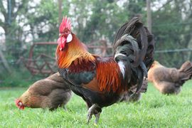 Coq — Wikimini, l’encyclopédie pour enfants