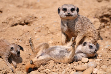 Suricate — Wikimini, l’encyclopédie pour enfants