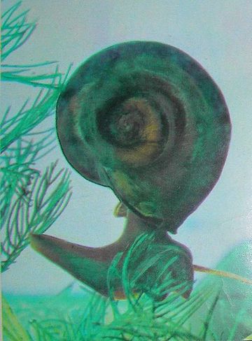 Planorbe — Wikimini, l’encyclopédie pour enfants