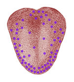 Langue (organe) — Wikimini, l’encyclopédie pour enfants