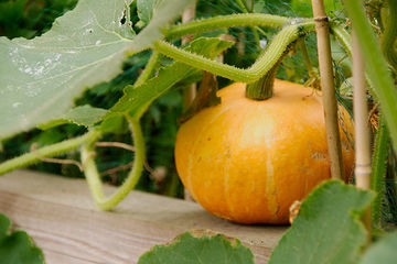 Potiron — Wikimini, l’encyclopédie pour enfants