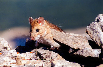 Pika — Wikimini, l’encyclopédie pour enfants