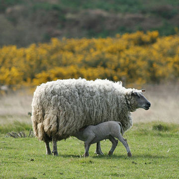 Brebis — Wikimini, l’encyclopédie pour enfants