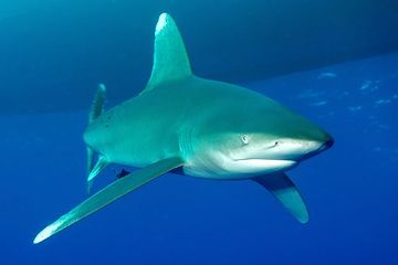 Requin mako — Wikimini, l’encyclopédie pour enfants