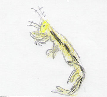 Gammarus pulex — Wikimini, l’encyclopédie pour enfants