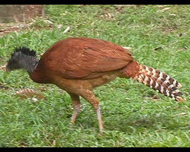 Grand Hocco — Wikimini, l’encyclopédie pour enfants