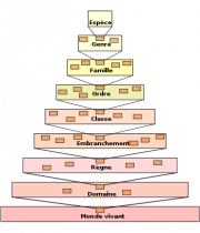 Genre (biologie) — Wikimini, l’encyclopédie pour enfants