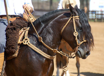 Frison — Wikimini, l’encyclopédie pour enfants