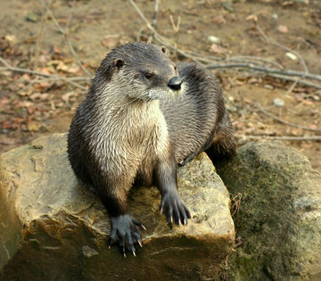 Loutre — Wikimini, l’encyclopédie pour enfants