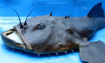 Baudroie commune — Wikimini, l’encyclopédie pour enfants