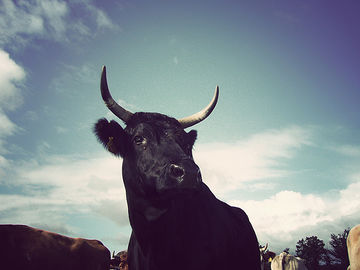 Taureau (animal) — Wikimini, l’encyclopédie pour enfants