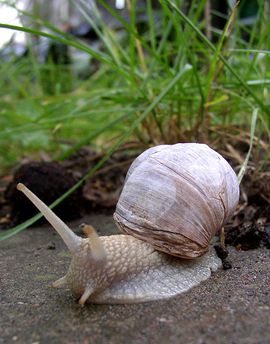 Escargot — Wikimini, l’encyclopédie pour enfants