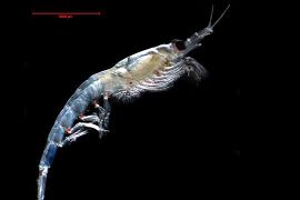 Baleine bleue — Wikimini, l’encyclopédie pour enfants