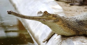 Gavial du Gange — Wikimini, l’encyclopédie pour enfants