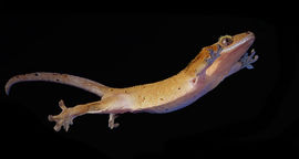 Gecko parachute — Wikimini, l’encyclopédie pour enfants