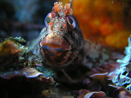 Gobie — Wikimini, l’encyclopédie pour enfants