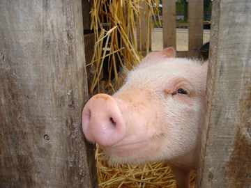 Groin — Wikimini, l’encyclopédie pour enfants