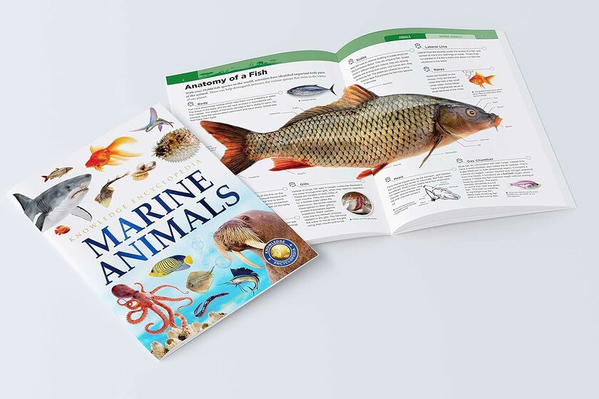 Encyclopédie — Wikimini, l’encyclopédie pour enfants