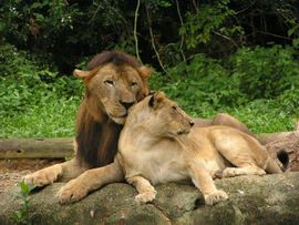 Lion (animal) — Wikimini, l’encyclopédie pour enfants