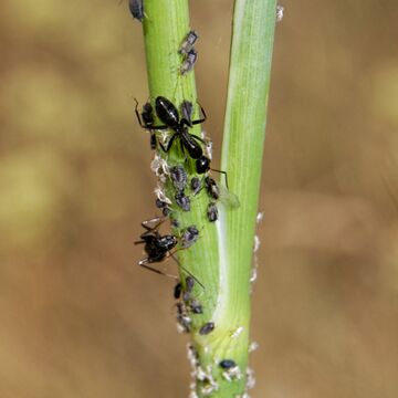 Puceron — Wikimini, l’encyclopédie pour enfants