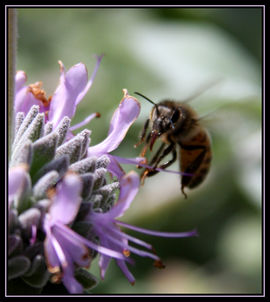Abeille — Wikimini, l’encyclopédie pour enfants