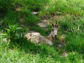 Isard — Wikimini, l’encyclopédie pour enfants