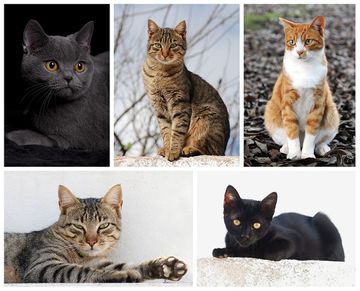 Chat domestique — Wikimini, l’encyclopédie pour enfants