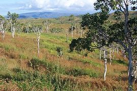 Brousse — Wikimini, l’encyclopédie pour enfants