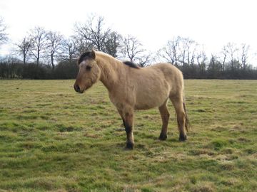 Tarpan — Wikimini, l’encyclopédie pour enfants