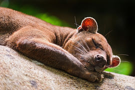 Fossa (animal) — Wikimini, l’encyclopédie pour enfants