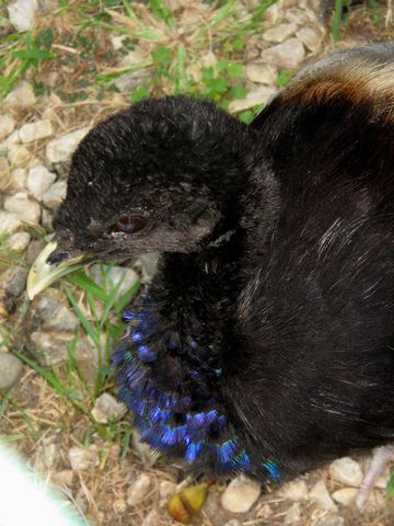 Agami (oiseau) — Wikimini, l’encyclopédie pour enfants