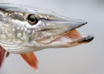 Gädda - Wikimini, encyclopedin för barn