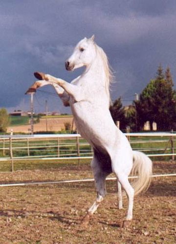 Cheval — Wikimini, l’encyclopédie pour enfants