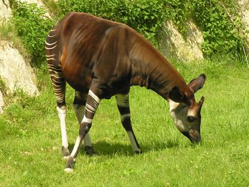 Okapi (animal) — Wikimini, l’encyclopédie pour enfants