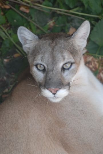 Puma — Wikimini, l’encyclopédie pour enfants