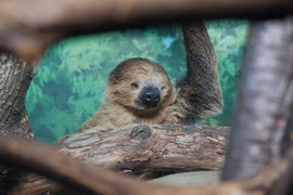 Paresseux — Wikimini, l’encyclopédie pour enfants