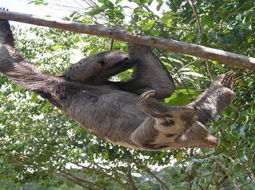 Paresseux — Wikimini, l’encyclopédie pour enfants