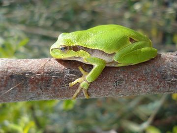 Rainette verte — Wikimini, l’encyclopédie pour enfants