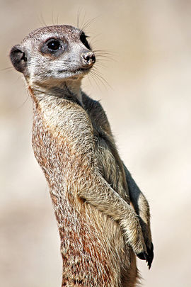 Suricate — Wikimini, l’encyclopédie pour enfants