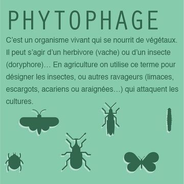 Phytophage — Wikimini, l’encyclopédie pour enfants