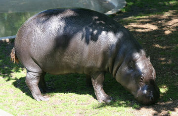 Hippopotame nain — Wikimini, l’encyclopédie pour enfants