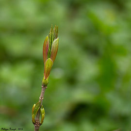 Bourgeon (botanique) — Wikimini, l’encyclopédie pour enfants